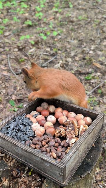 Рыжик выбирает фундук