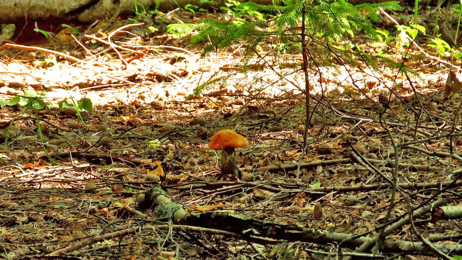Катаюсь по лесу.Первые грибы.