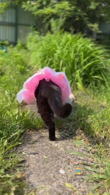 Танец Шакиры💃😹 #кошка #танцы #латинас