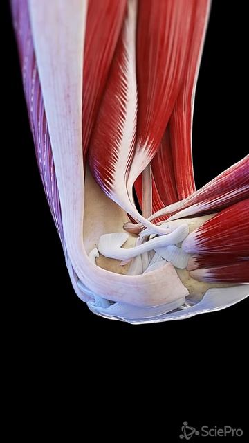 3D-Анатомия коленного сустава в движении
