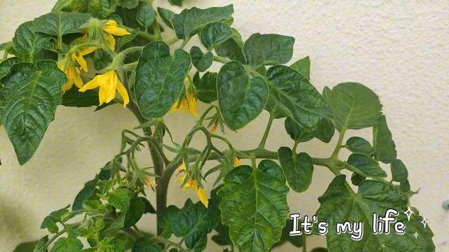 Мой первый опыт выращивания томатов на балконе🍅