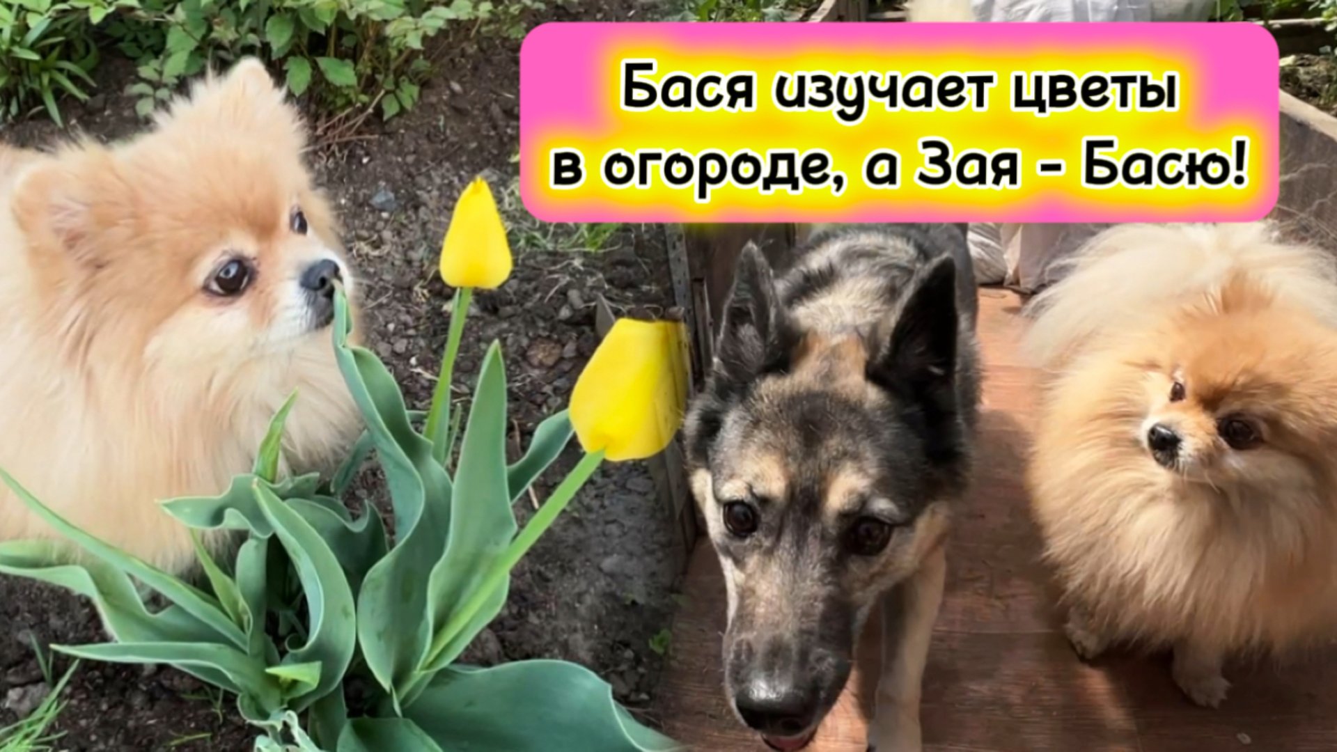 Бася изучает цветы в огороде, а Зая - Басю!