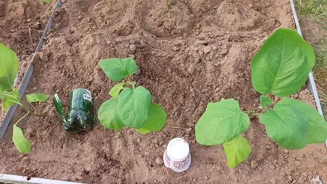 Высаживаю баклажаны в грунт в конце мая - показываю все секреты успешной пересадки