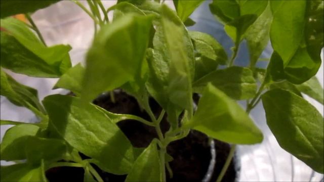 Рассада вытягивается. Что делать?