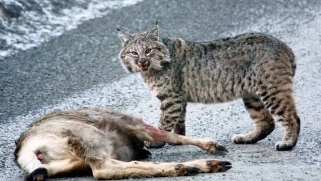 Вы не поверите как нападают эти Дикие кошки! Об этих кошках никто не знает!