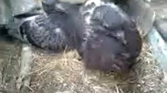 Голуби МИРА. Птенцы подрастают, бегают.