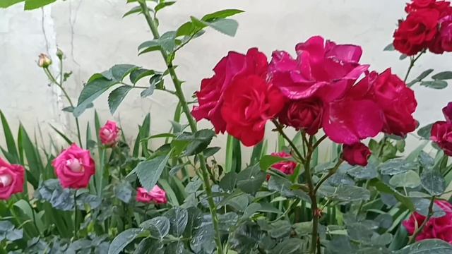 какая красота