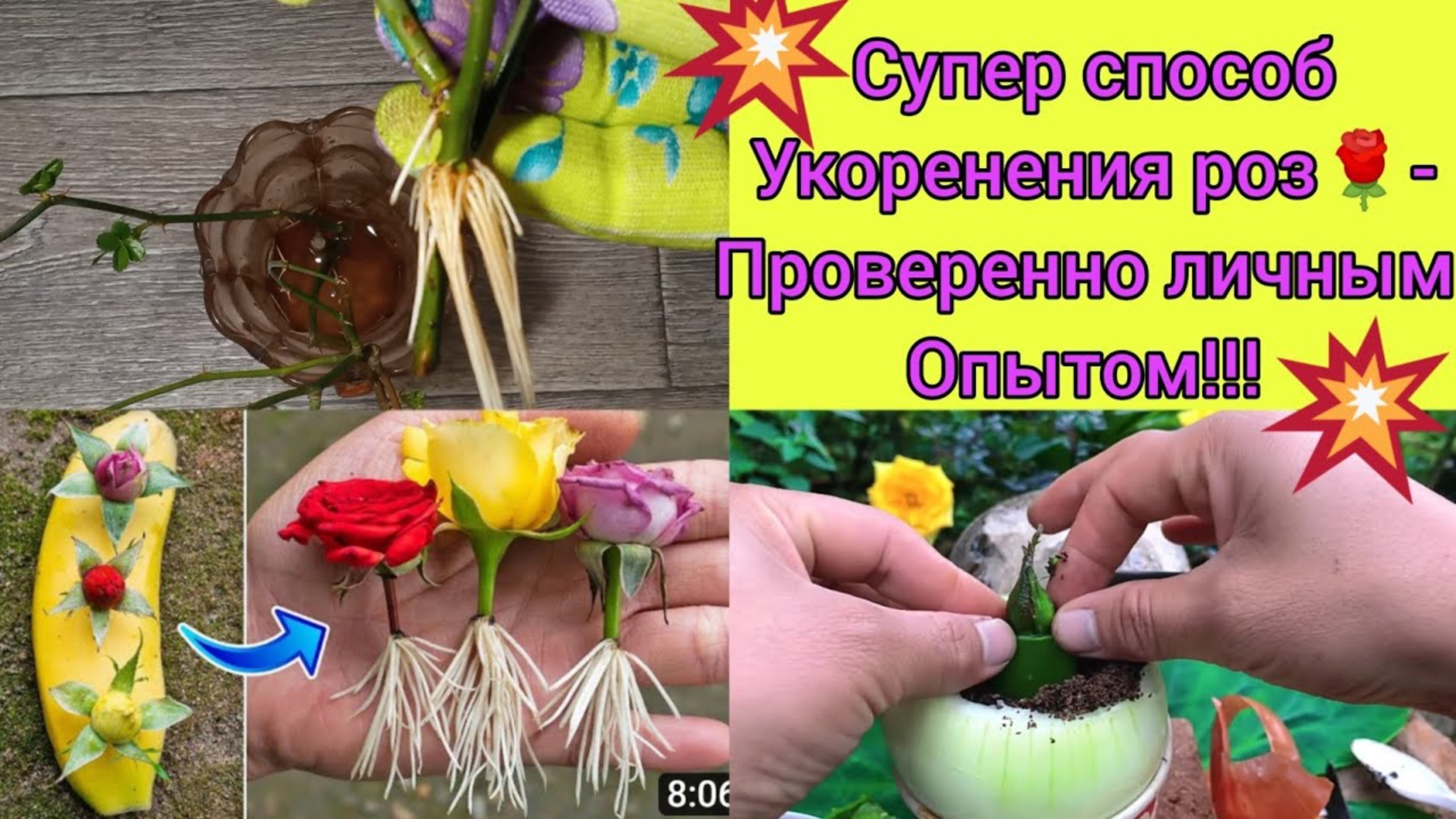 УКОРЕНЕНИЕ РОЗ БЫСТРЫЙ РЕЗУЛЬТАТ | СПОСОБ ИЗ ИНТЕРНЕТА