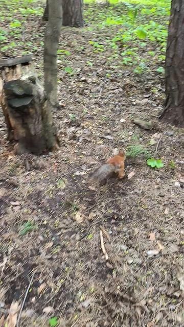 Рыжик старательно прячет орех