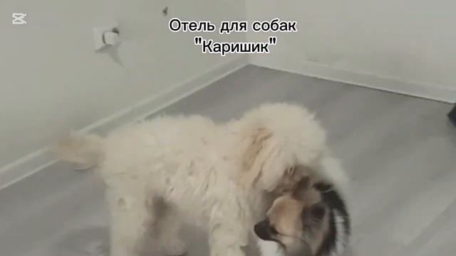 Арчи #каришик #каришиквшоке #собака #puppy #отельдлясобак #love #цвергпинчер #груминг