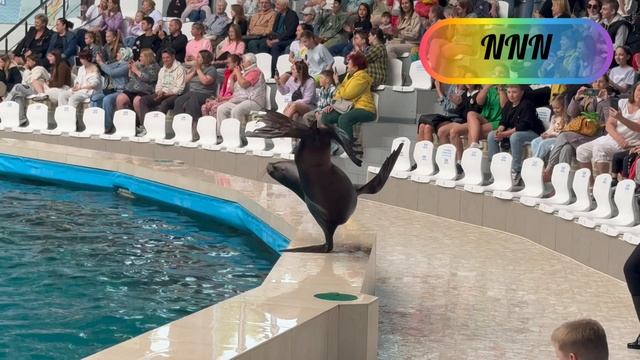 ЭТО ШОУ БОЛЬШЕ НЕ ПОКАЖУТ! Шоу-программа «Сказочная страна Дельфиния.»