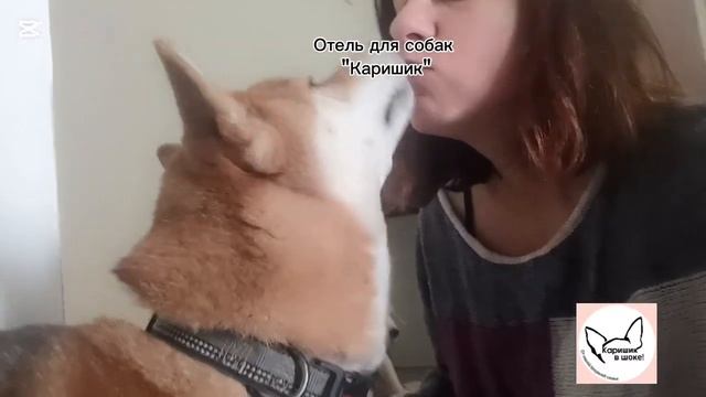 Сиба-ину #каришик #каришиквшоке #собака #puppy #отельдлясобак #love #цвергпинчер #груминг