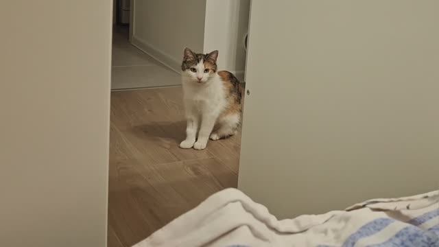 День 17-ый / Феша хочет познакомиться поближе? / Как же приручить дикую кошку? #КошкаФеша