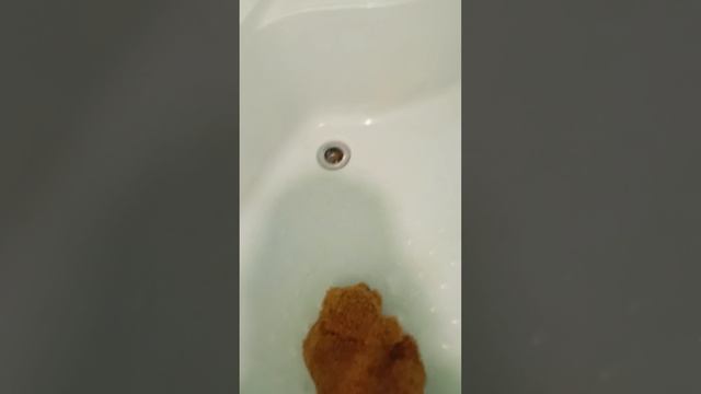 бумажные собаки. прогулка с Барни