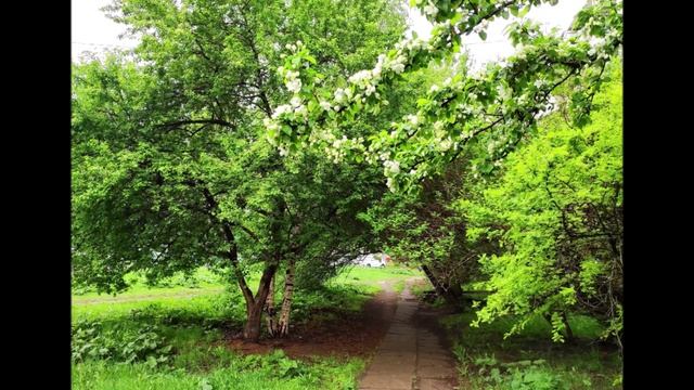 "ЛЕТО ПРИШЛО В АРХАНГЕЛЬСК"... (Фото Александра СОСНИНА (Архангельск), музыка Натальи МАНСЕР)