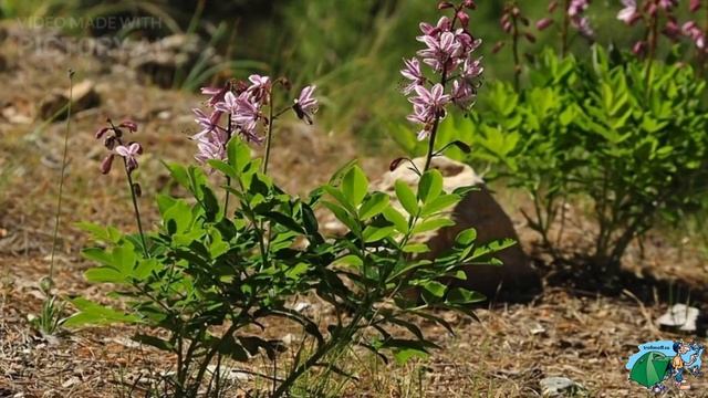 Ядовитый отпуск: Что скрывается за красотой южного лета?