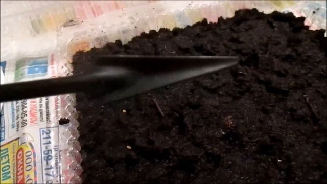 Рассада томатов. Посадка рассады. Тонкости посадки