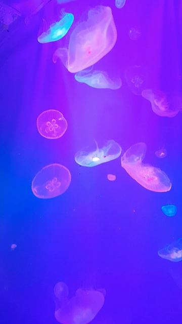 Подводный мир Медузы: посещение океанариума в Москве