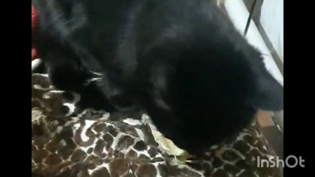 Кошка гурман