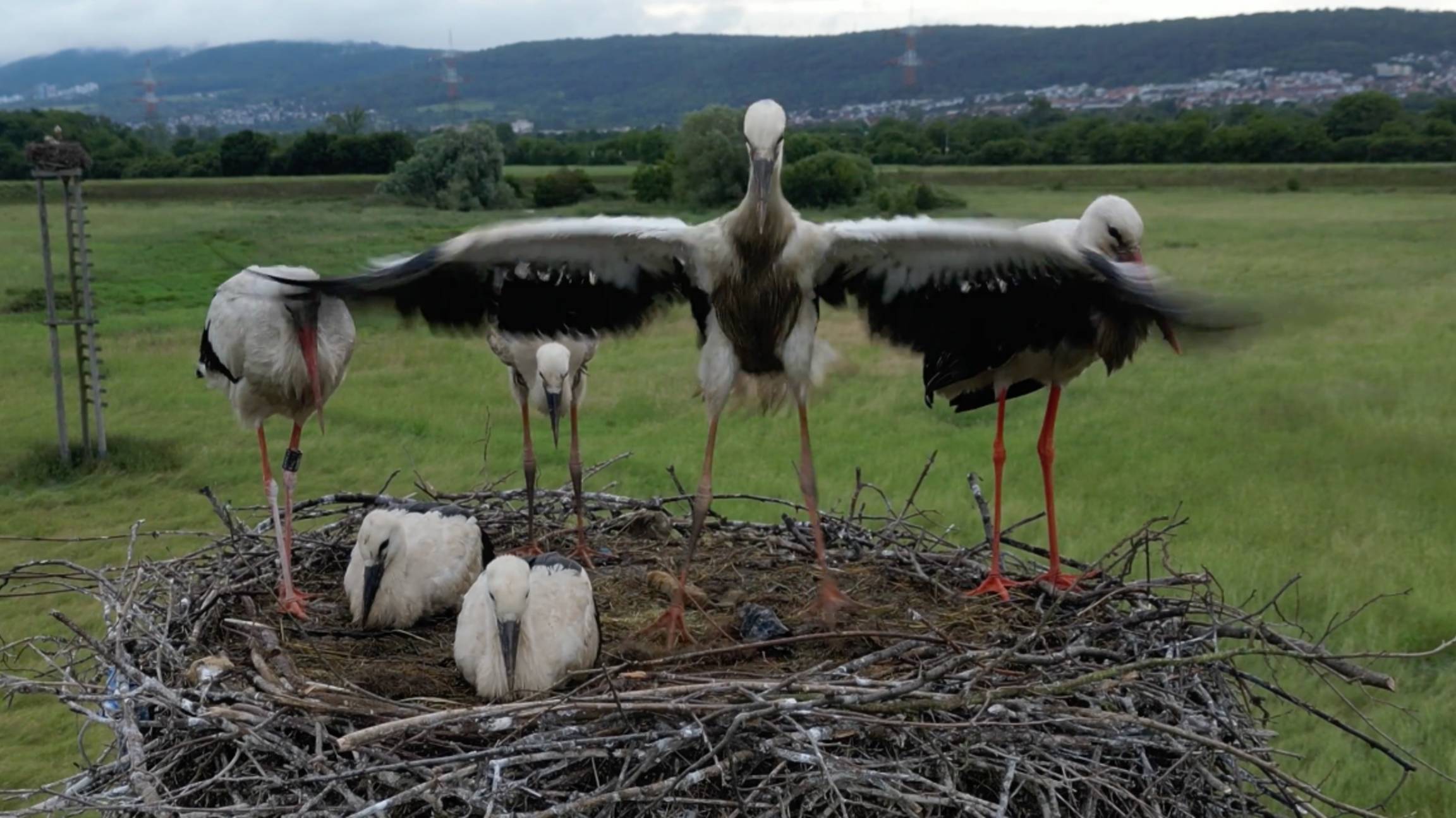 визит чужаков .. или пробуждение воина в)