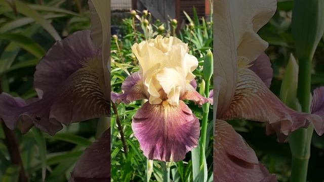 ирис MISTY RIDGE