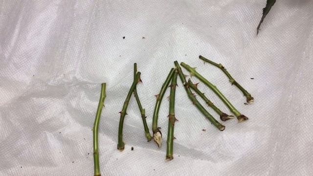 ОСЕННЕЕ ЧЕРЕНКОВАНИЕ РОЗ ВСЕ ТОНКОСТИ