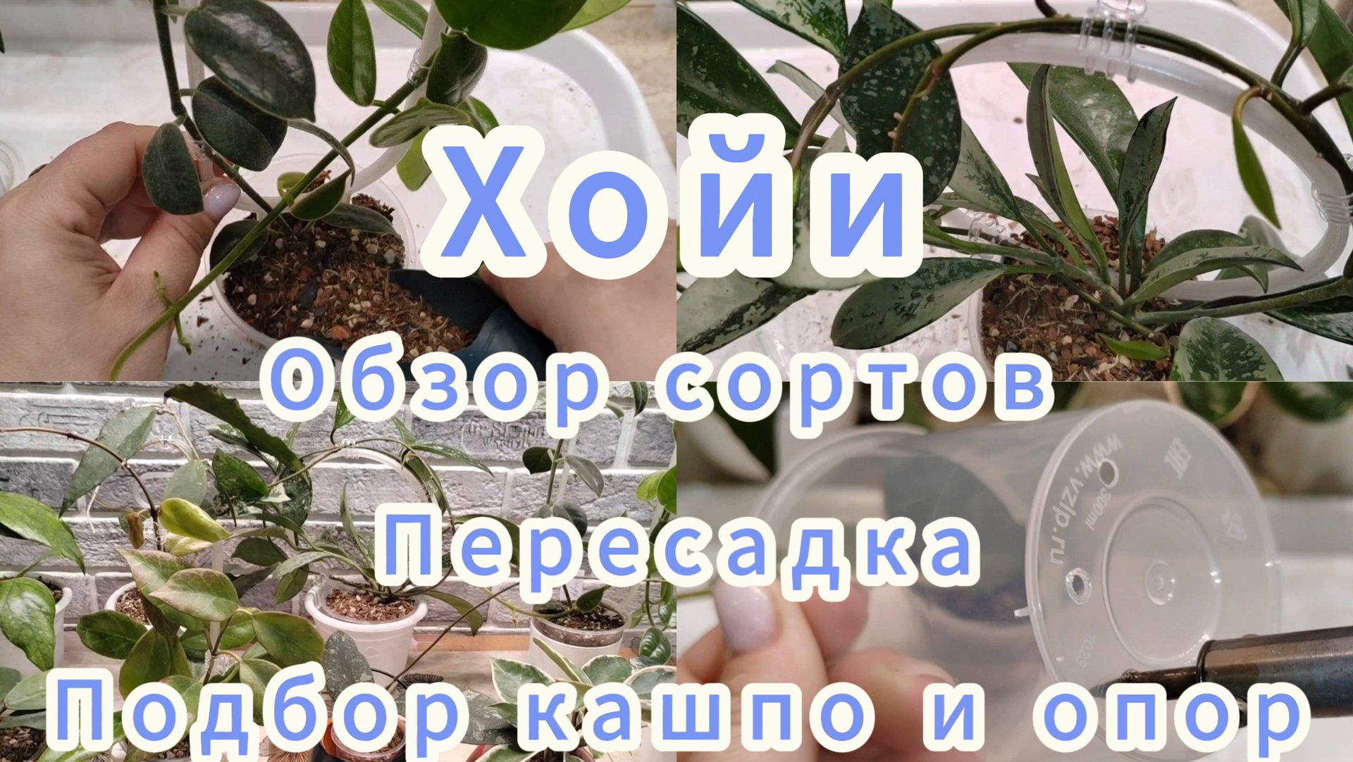 ХОЙИ | ОБЗОР СОРТОВ | ПЕРЕСАДКА | ПОДБОР КАШПО И ОПОР