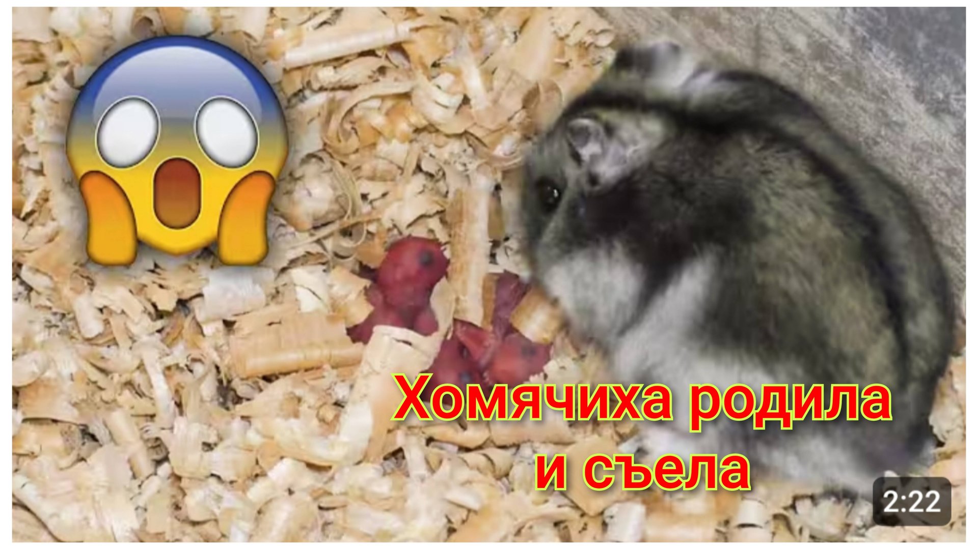 Хомячиха родила и съела хомячат.🤣