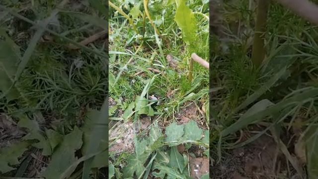 Борьба пчелы с красными муравьями.