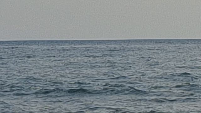 Дельфинчики в Анапе крупным планом🐬