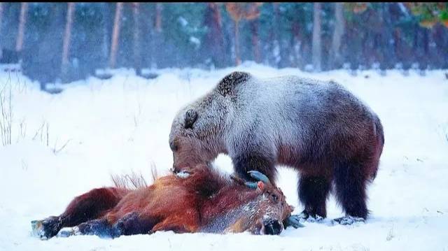 Тихий Ужас Лесов - Медведь Гризли. Разборки Медведей Гризли Когда-либо Снятые на Камеру