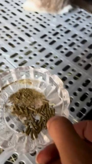 Сам ешь это!