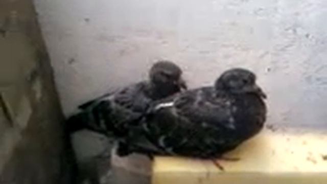 Голуби МИРА. Птенцам спокойнее в гнезде.