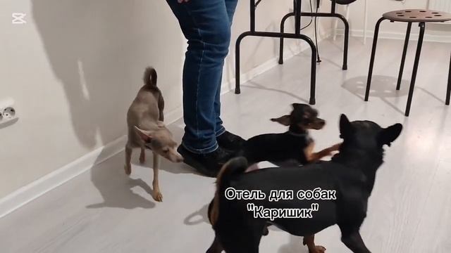 Луи. Той терьер