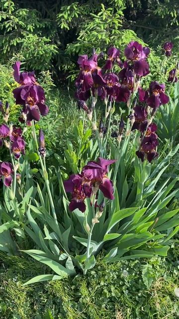 Пополняю коллекцию ирисов бородатых...