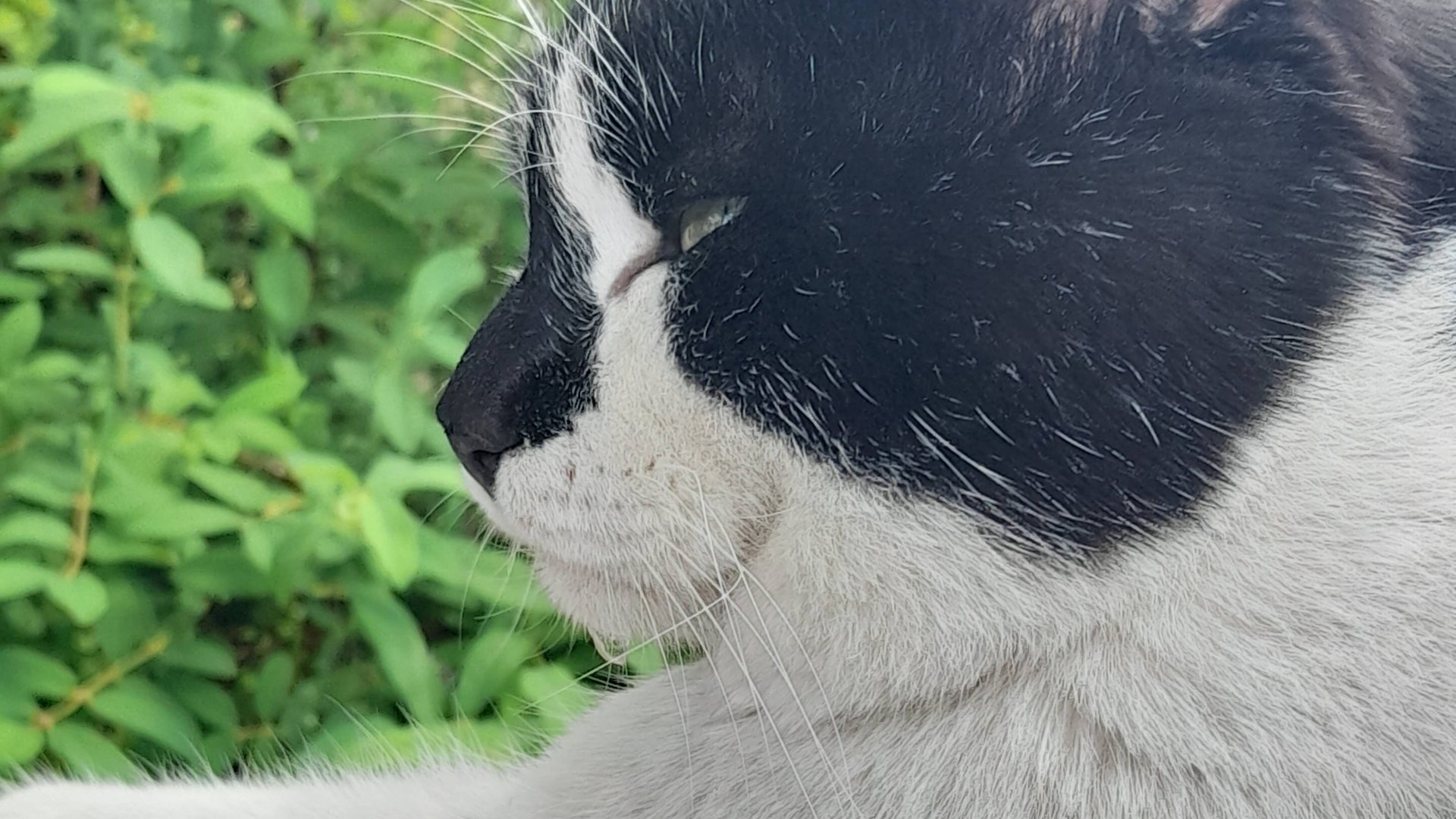 20250608_160108 Митрофан-охотник. У соседки пропала кошка