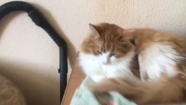 На выставке кошек, никого не пристроили