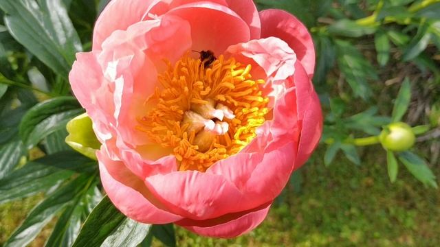 Нужно ли бороться с муравьями на бутонах пионов