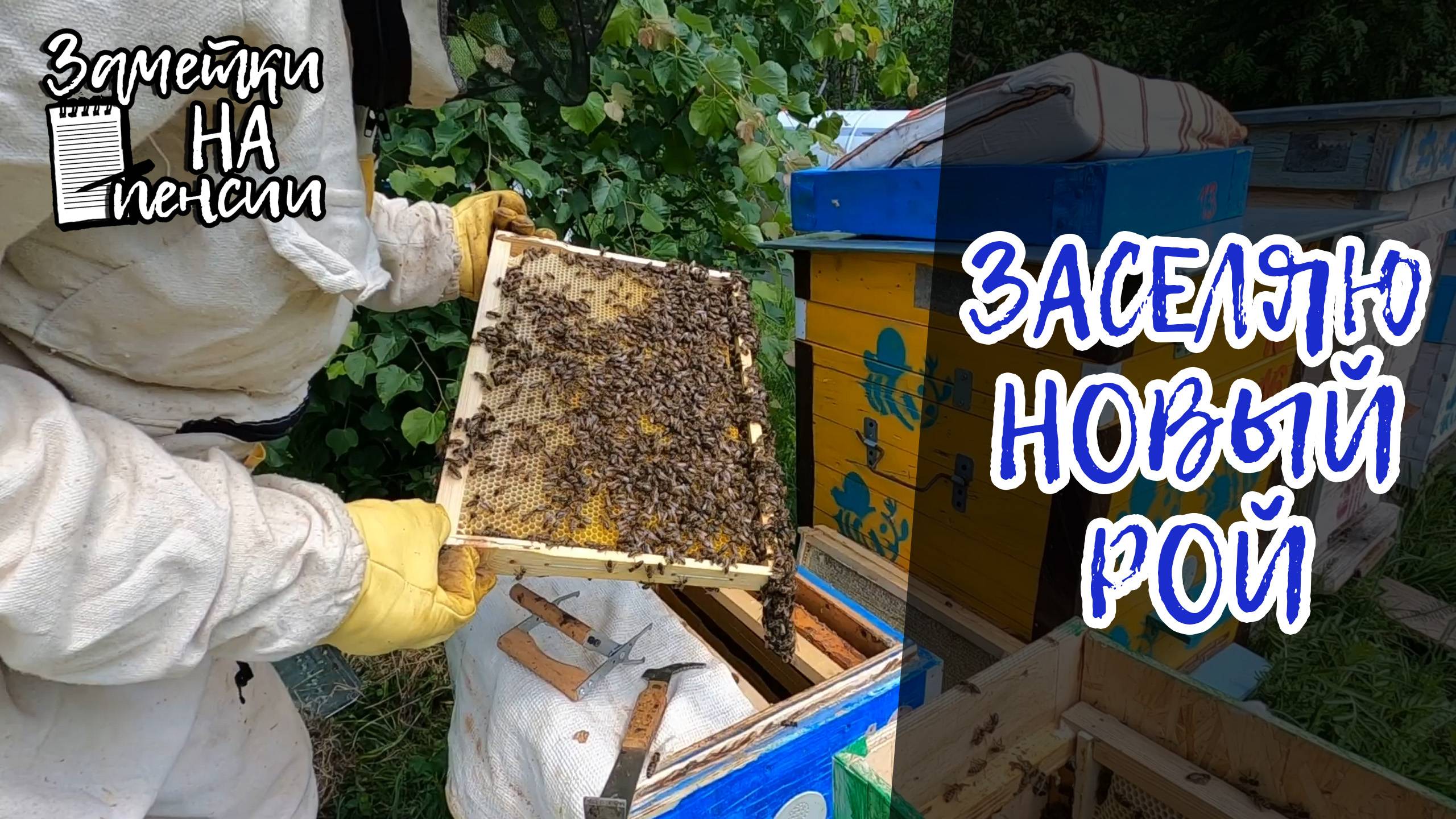 Заселение пчёл 07.06.2025 #пчелы #пасека #рой #деревня