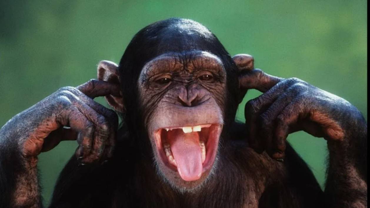 Забавные видео с обезьянками