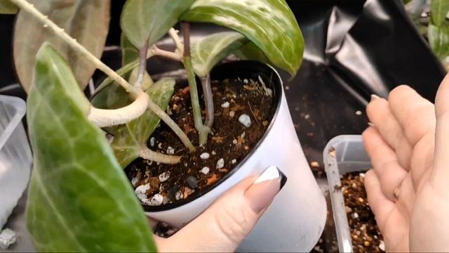 Хойи | Обзор сортов | Пересадка | ПОДБОР КАШПО И ОПОР