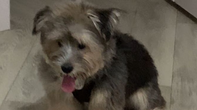 08-06-2025 Маечку подстригли