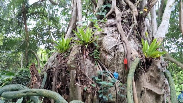 Этому фикусу 1000 лет. Хайнань. 12.05.2025