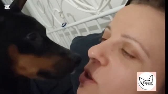 Наши любимые песики #каришик #каришиквшоке #собака #puppy #отельдлясобак #love #цвергпинчер#груминг