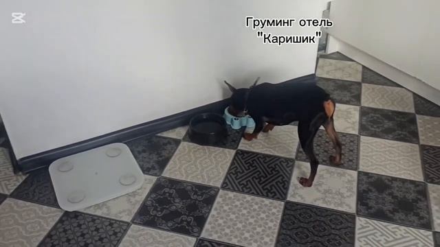 Чарли #цвергпинчер