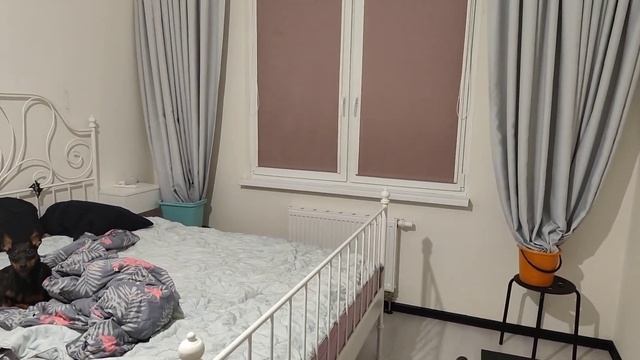 Кто понял прикол? #каришик #каришиквшоке #puppy #шторы #дизайнинтерьера #дизайн #собака