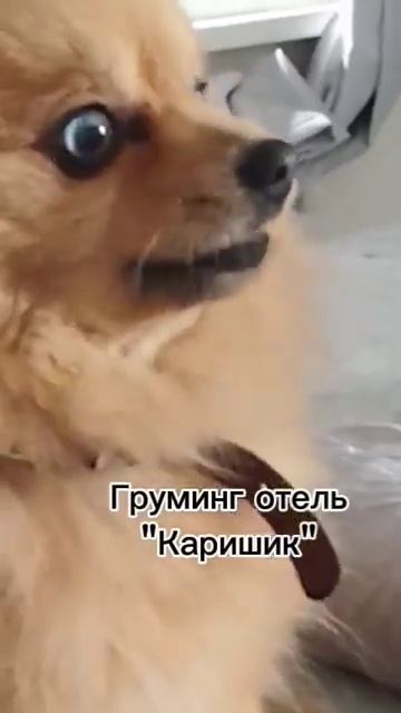 Лева шпиц #каришик #каришиквшоке #собака #puppy #суперсобака #отельдлясобак #love  #груминг