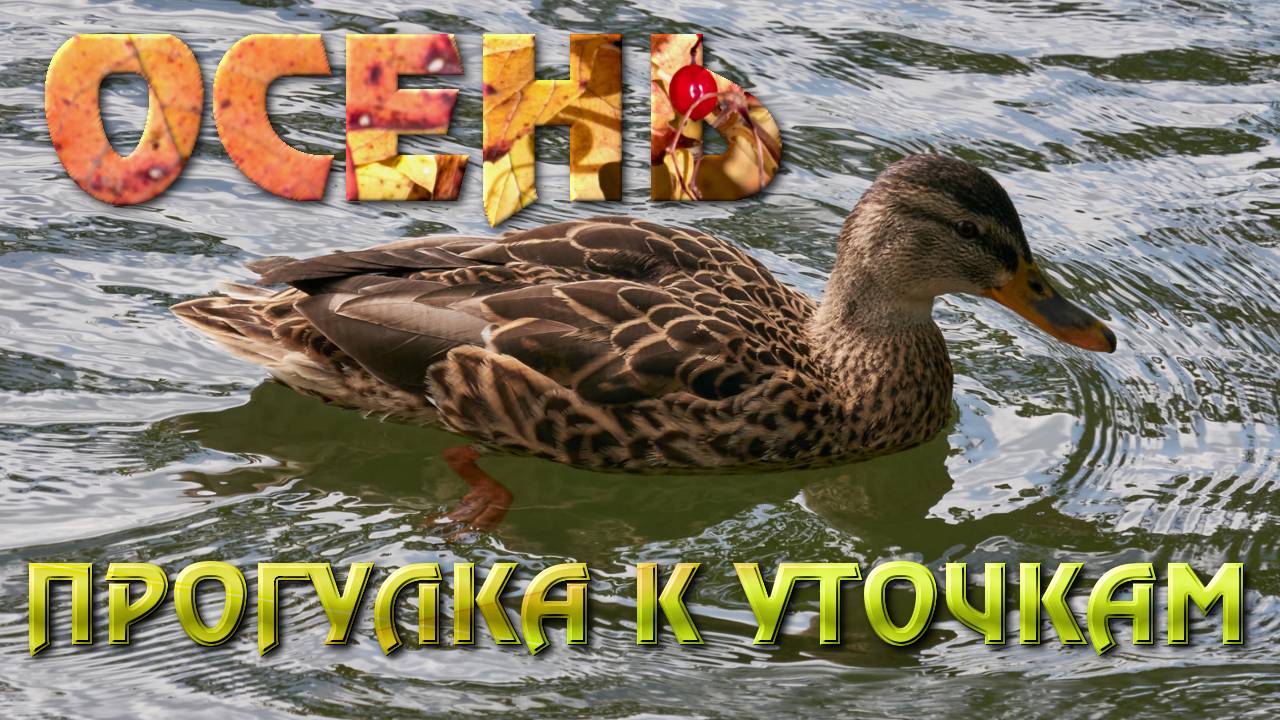 Осень. Прогулка  к уточкам.