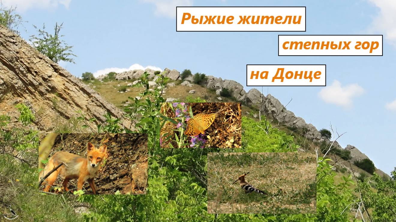 Рыжие жители степных гор на Донце: лиса, удод, бабочки перламутровки, толстоголовка. 06.05.25