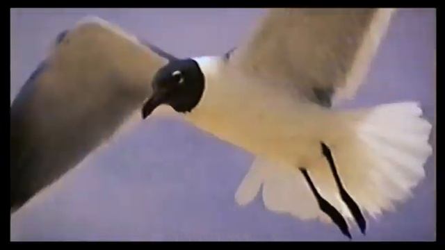 Real CAPE fear, recorded in 1995. VHS Camera.